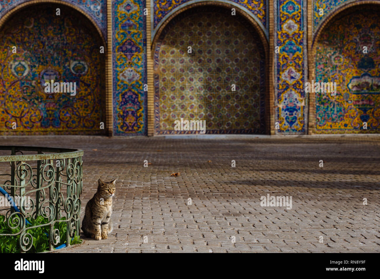 Cat at Golestan Palace in Tehran Stock Photo - Alamy