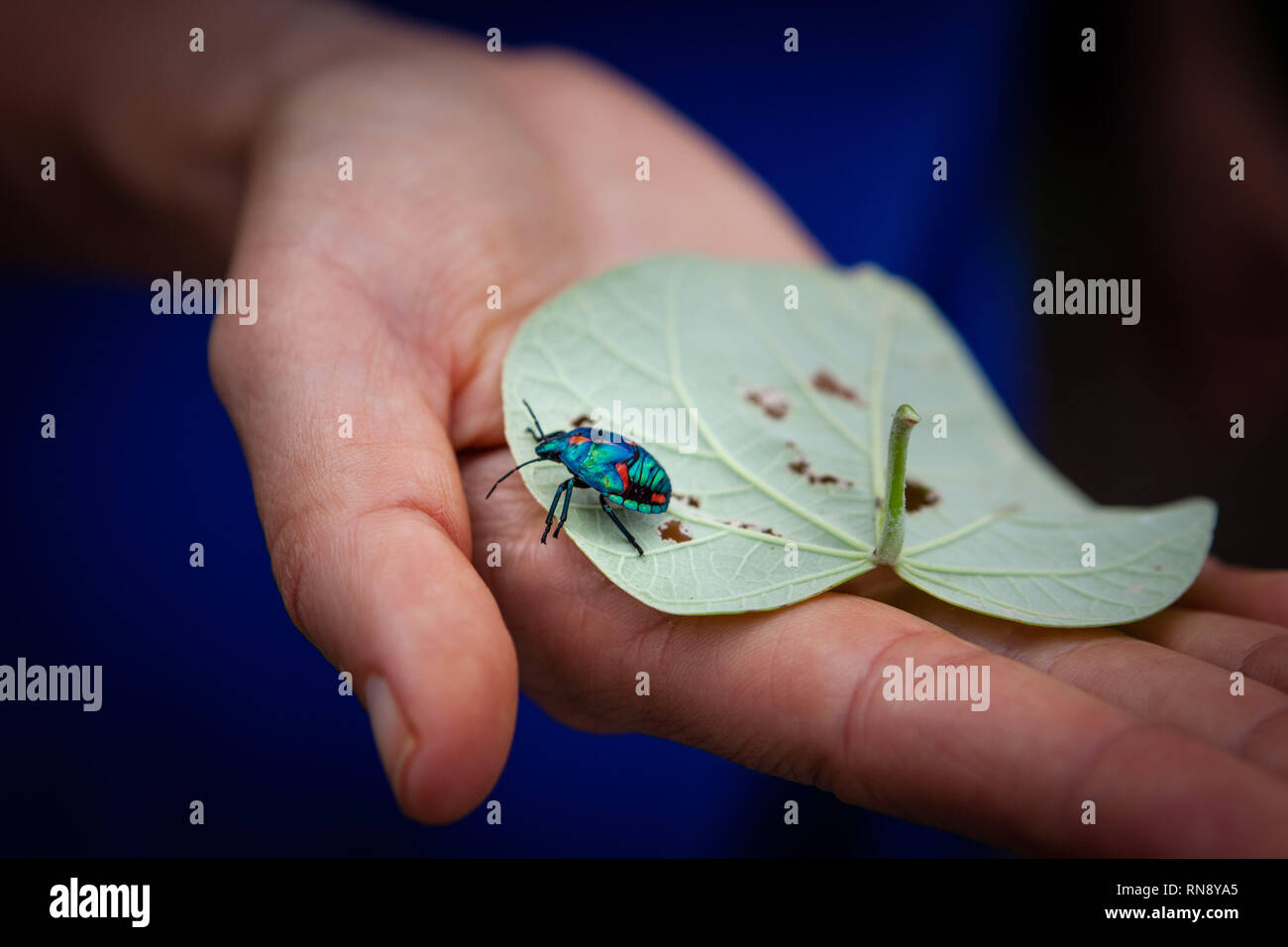 Australian jewel bug hi-res stock photography and images - Alamy