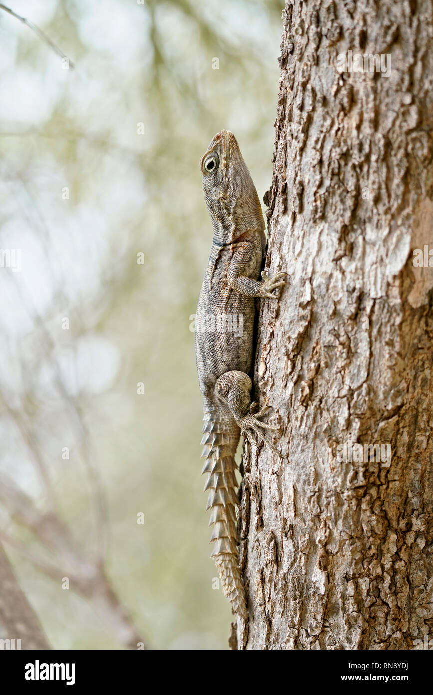 Cuviers madagascar swift oplurus cuvieri hi-res stock photography and ...