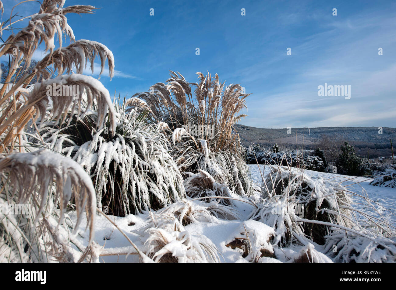 Snow fall, Bunclody, Wexford, Ireland, Eire, Europe Stock Photo - Alamy