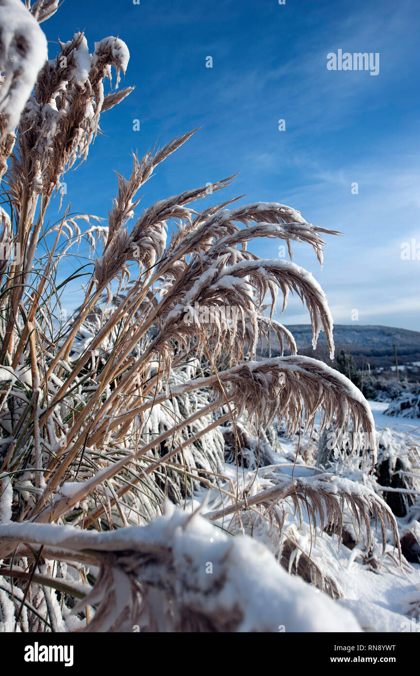 Snow fall, Bunclody, Wexford, Ireland, Eire, Europe Stock Photo - Alamy