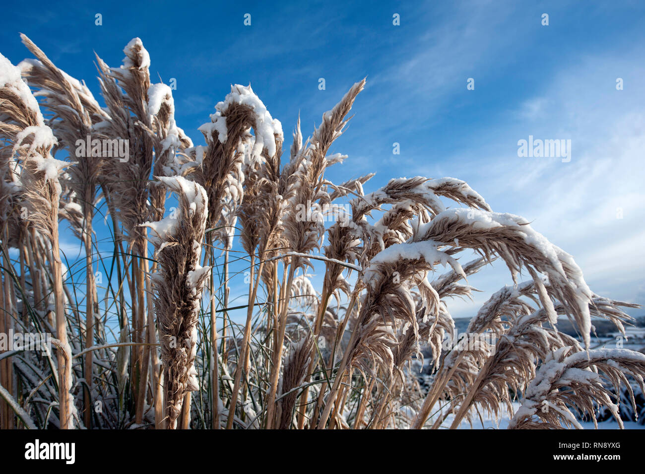 Snow fall, Bunclody, Wexford, Ireland, Eire, Europe Stock Photo - Alamy