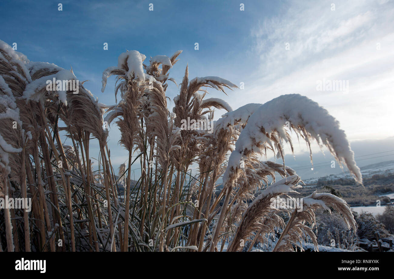 Snow fall, Bunclody, Wexford, Ireland, Eire, Europe Stock Photo - Alamy
