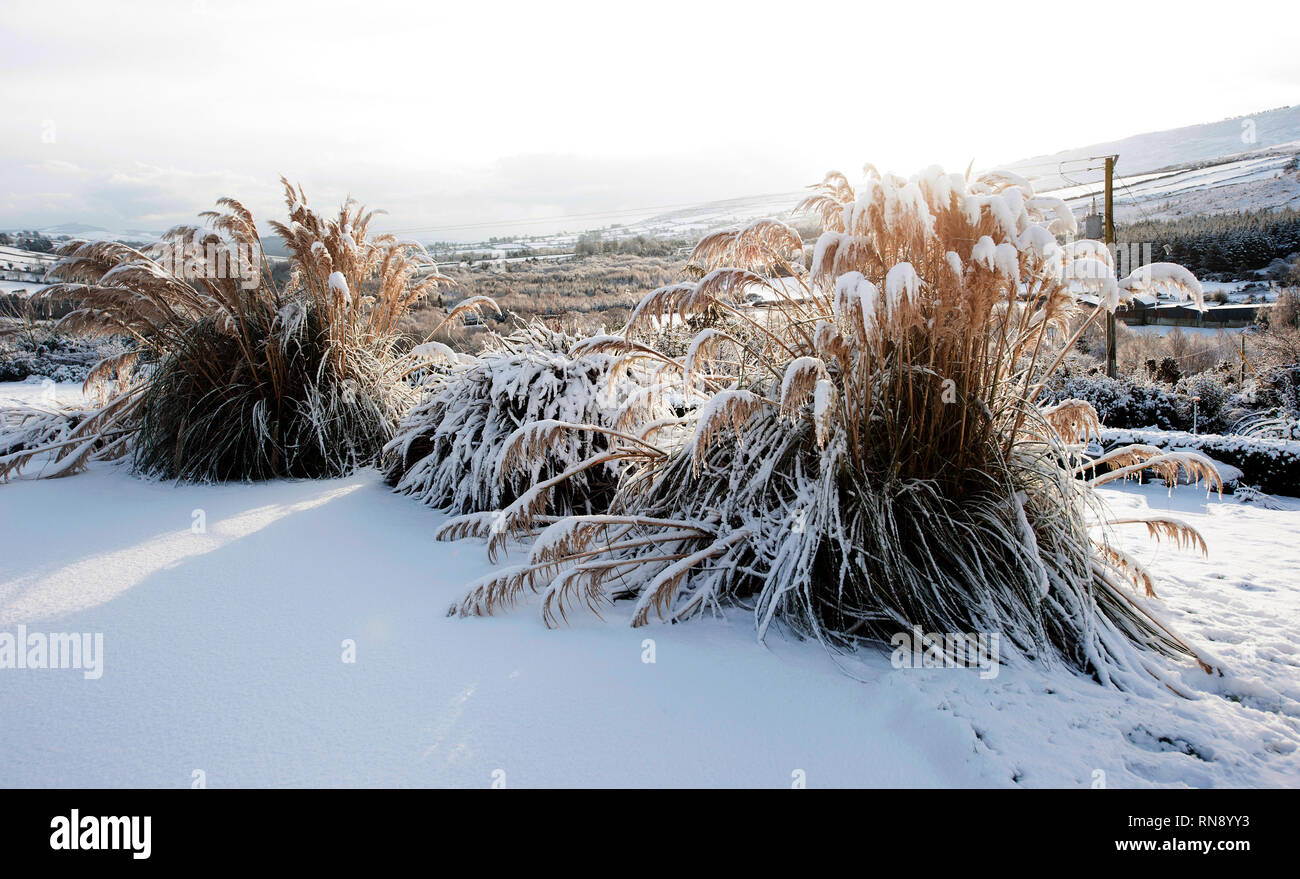 Snow fall, Bunclody, Wexford, Ireland, Eire, Europe Stock Photo - Alamy