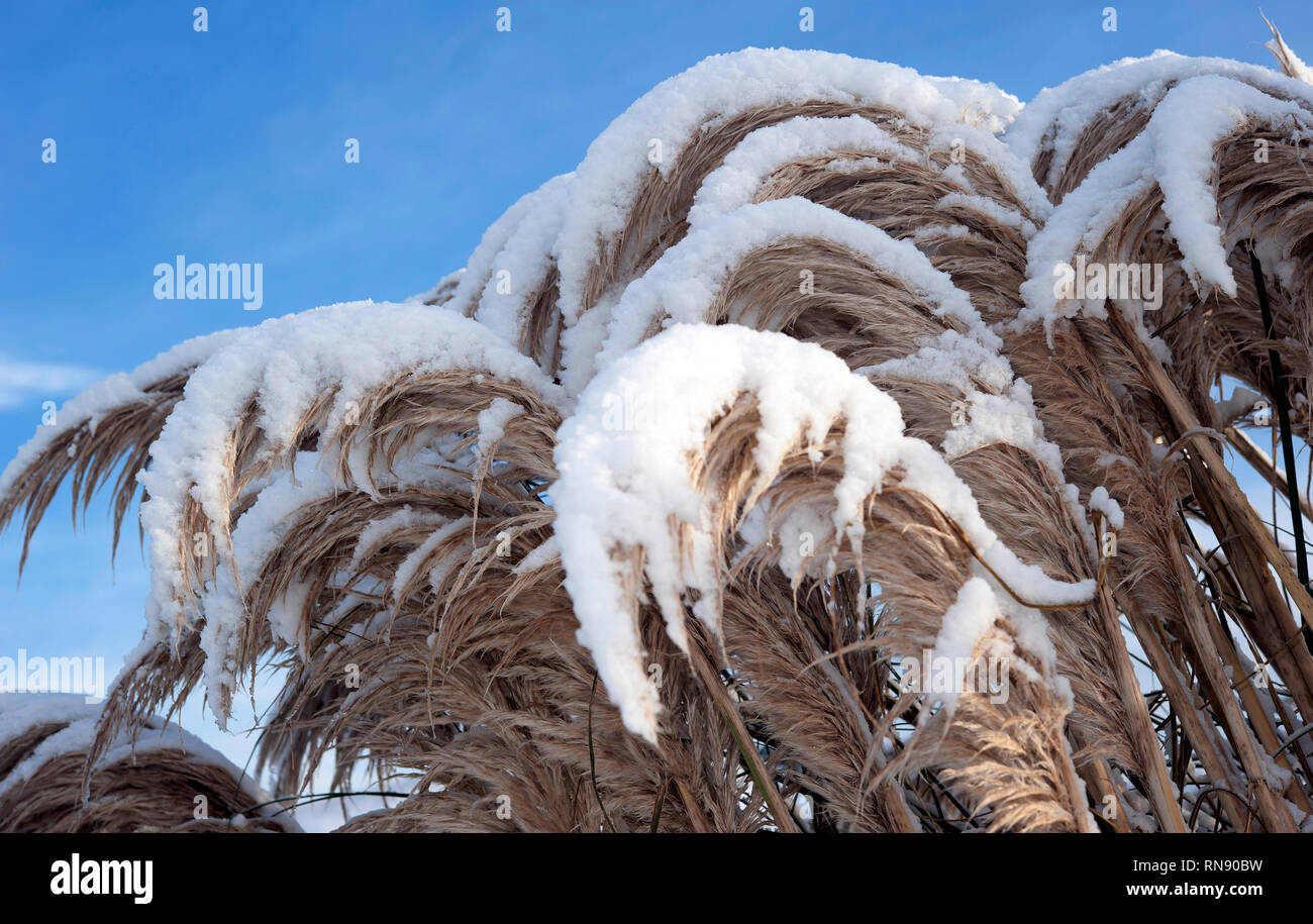 Snow fall, Bunclody, Wexford, Ireland, Eire, Europe Stock Photo - Alamy