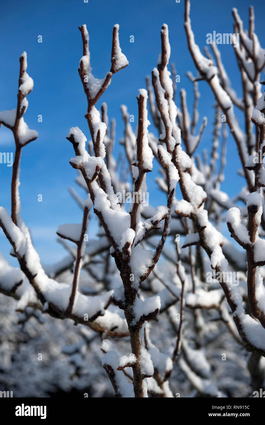 Snow fall, Bunclody, Wexford, Ireland, Eire, Europe Stock Photo - Alamy