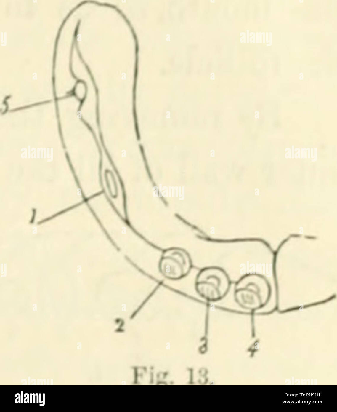 . The anatomical memoirs of John Goodsir. Anatomy. PULPS AND SACS OF ...