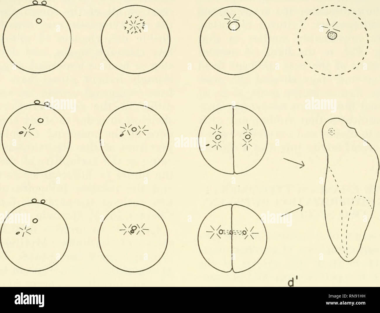 . Analysis of development. Embryology; Embryology. 142 The Nucleus and ...