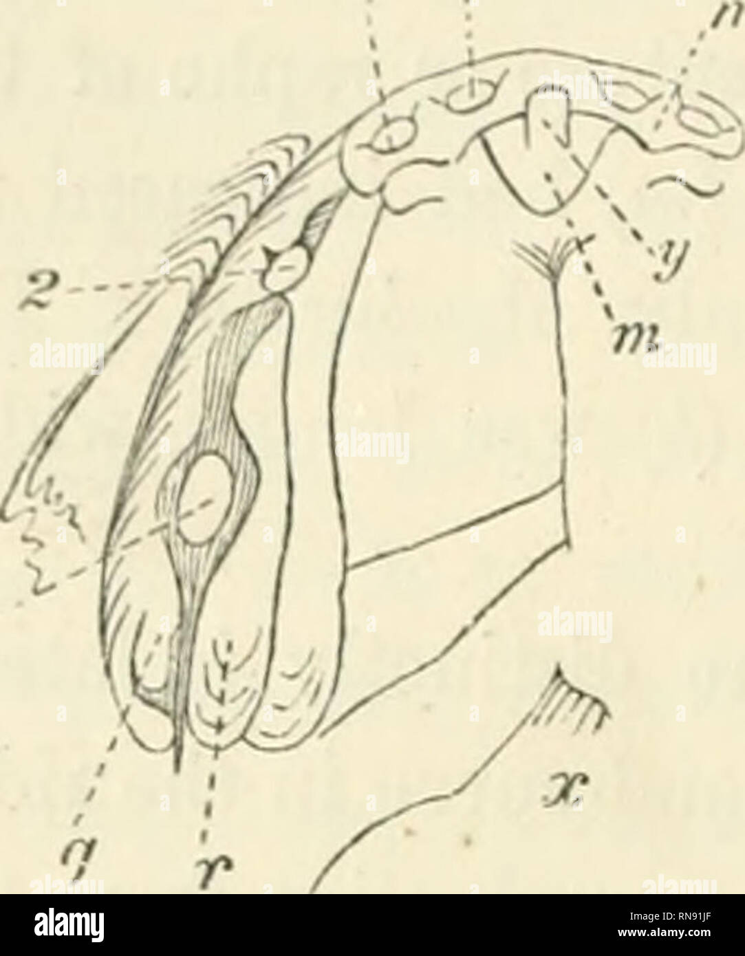 . The anatomical memoirs of John Goodsir. Anatomy. 8 ON THE ORIGIN AND ...