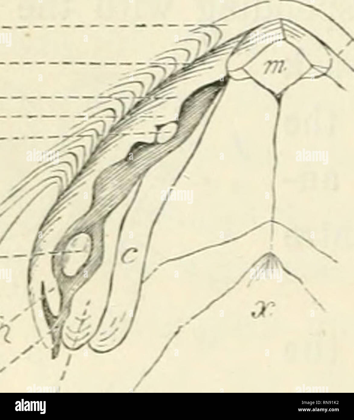 Lingual frenum hi-res stock photography and images - Alamy