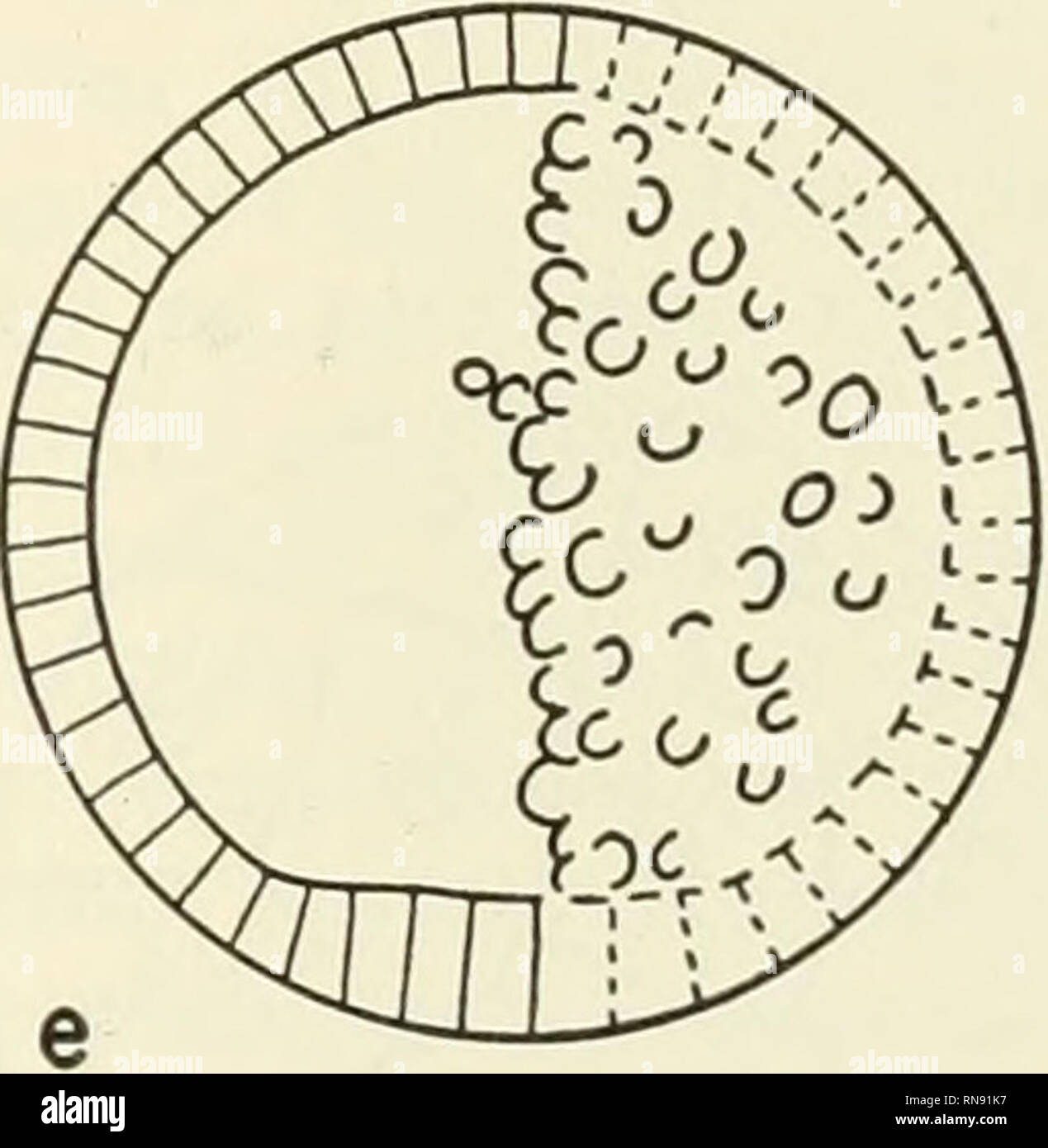 54 chromosomes hi-res stock photography and images - Alamy