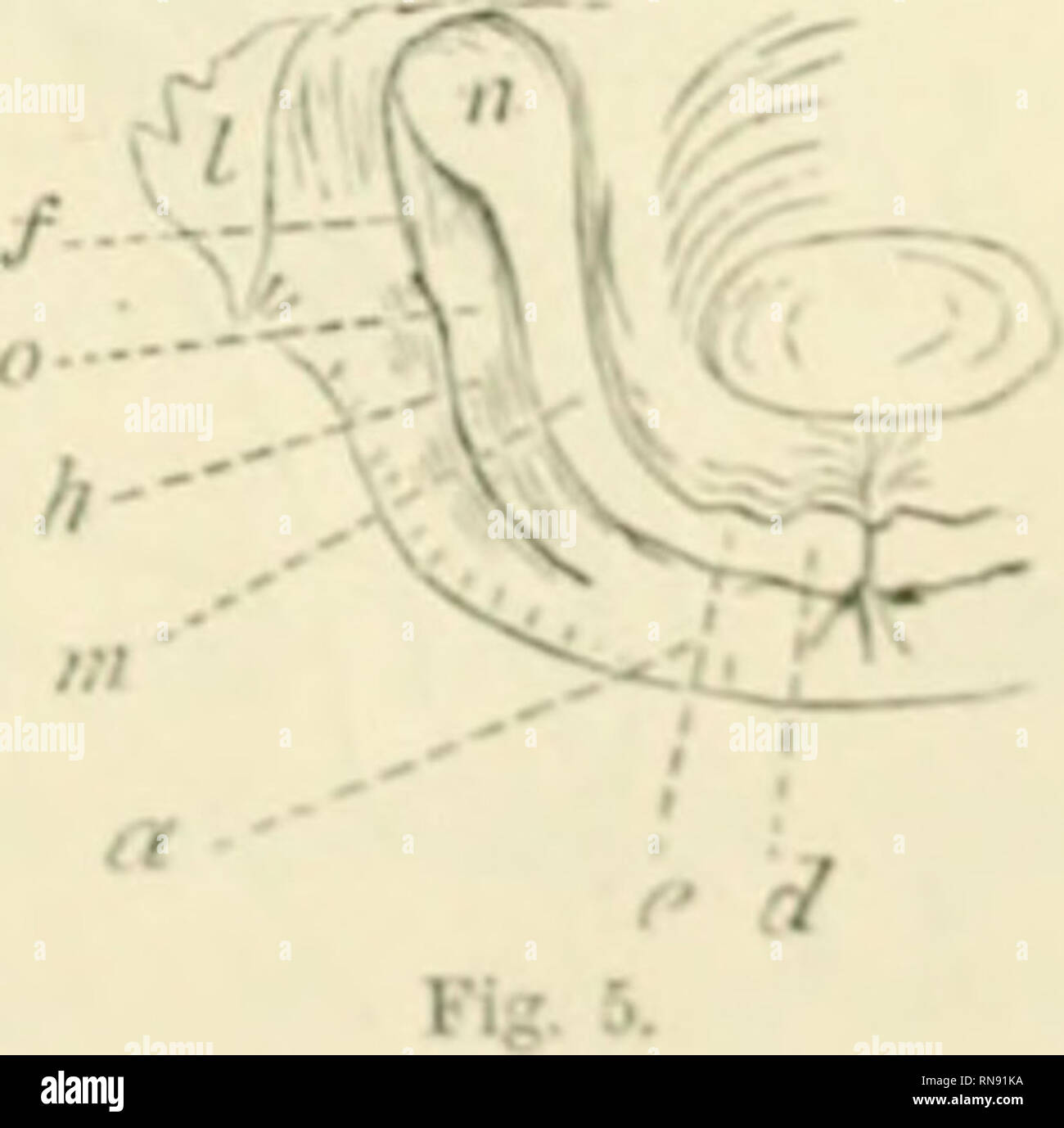 . The anatomical memoirs of John Goodsir. Anatomy. PULPS AND SACS OF ...
