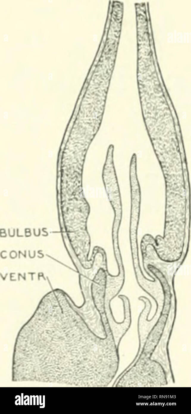 Pterothrissus gissu hi-res stock photography and images - Alamy