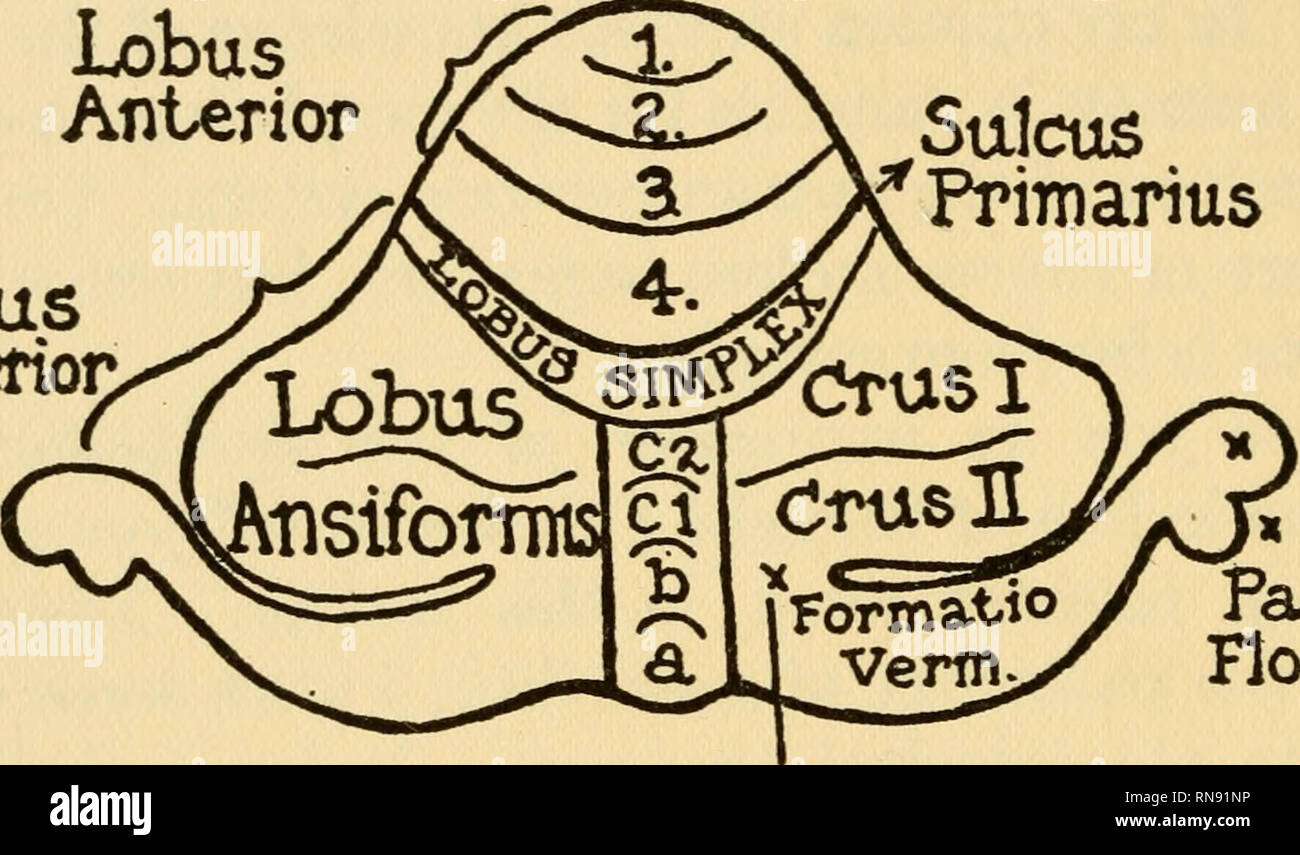 Ansiformes hi-res stock photography and images - Alamy