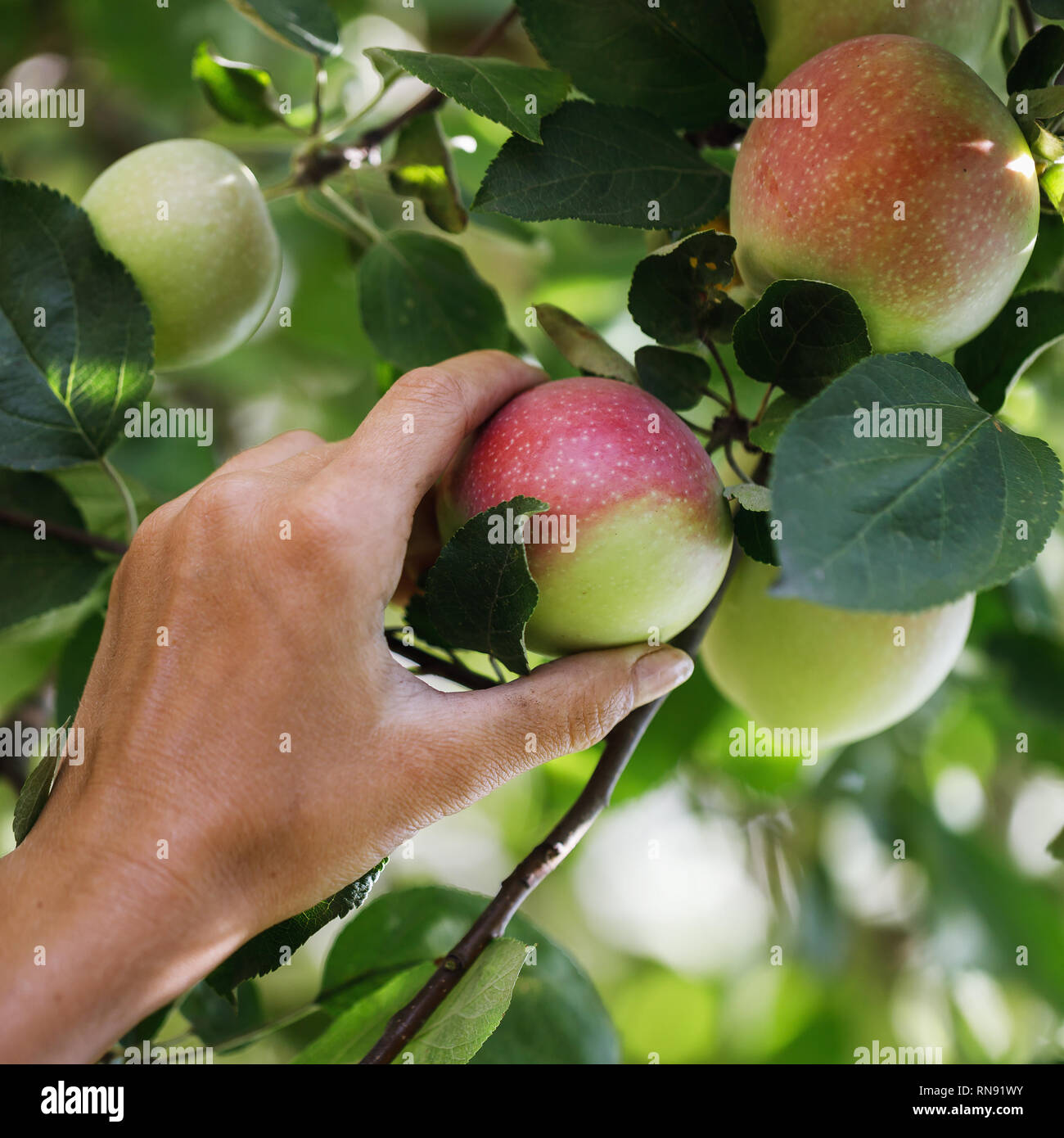 Hand is picking an apple from a tree, close-up. Harvesting ripe fruit ...