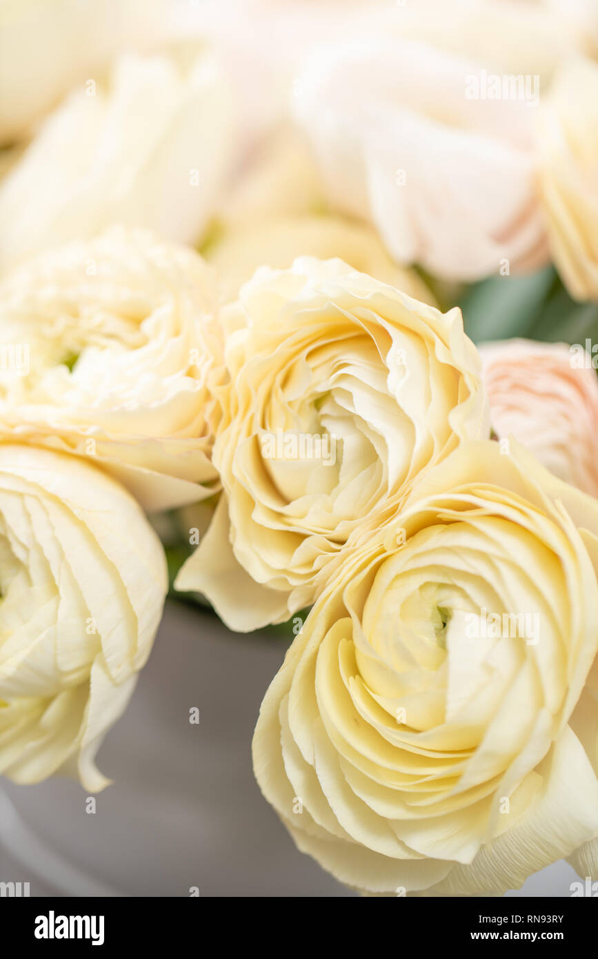 Persian buttercup. Bunch pastel yellow ranunculus flowers in Glass vase ...