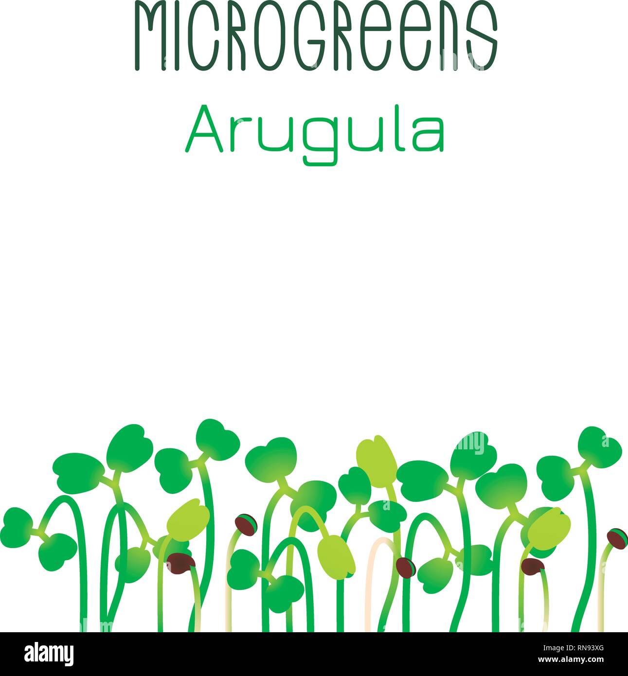 Arugula leaf leaves plant Stock Vector Images - Alamy