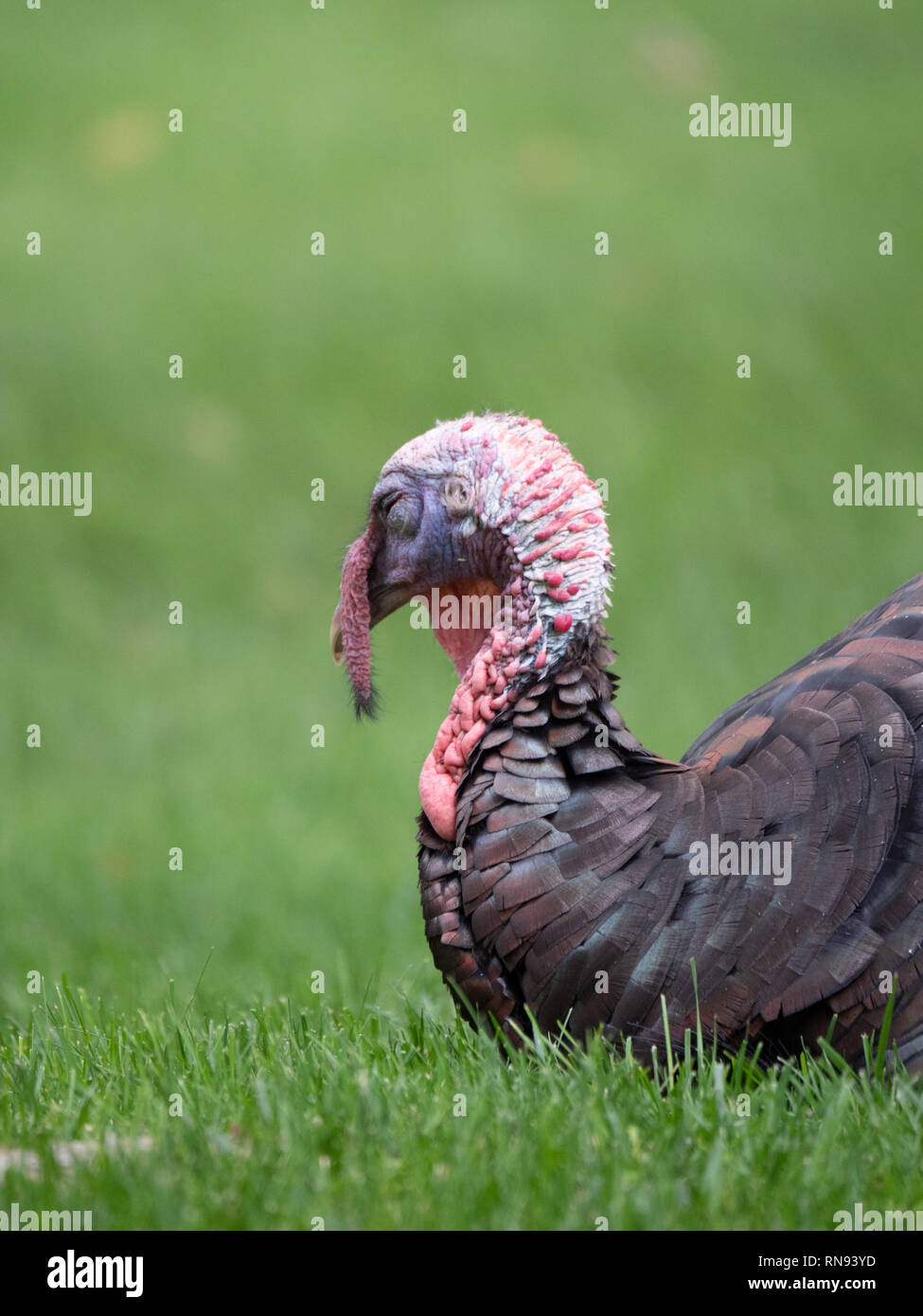 Tom turkey shown in profile resting in green grass. Only his head and ...