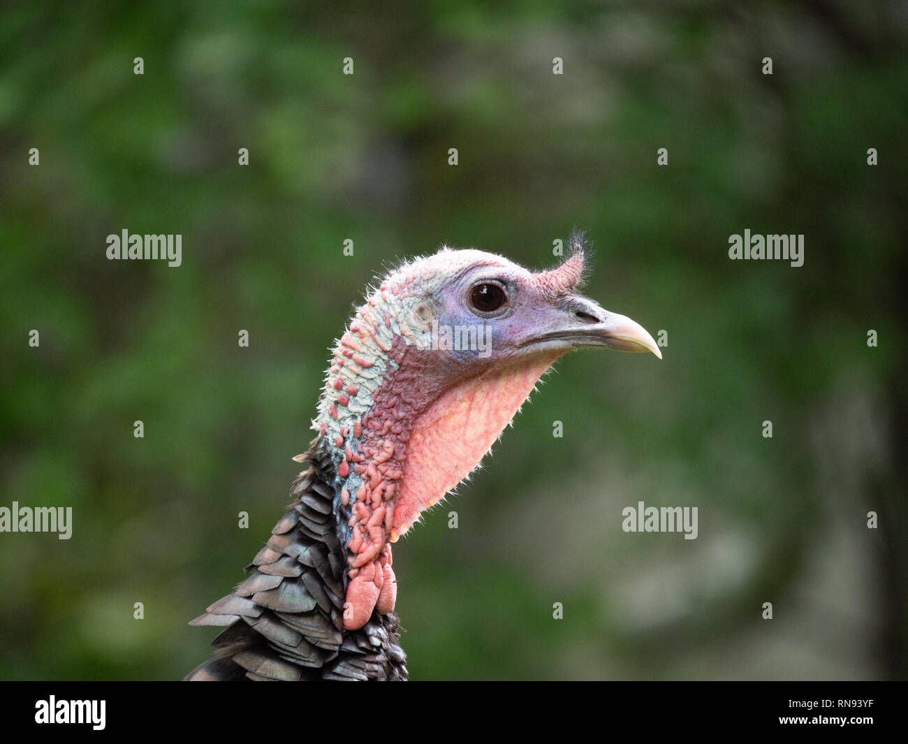 Black tom turkey hi-res stock photography and images - Alamy