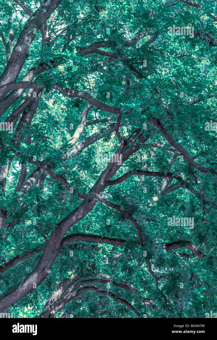 Curved tree branches and rich foliage on a sunny day of summer ...