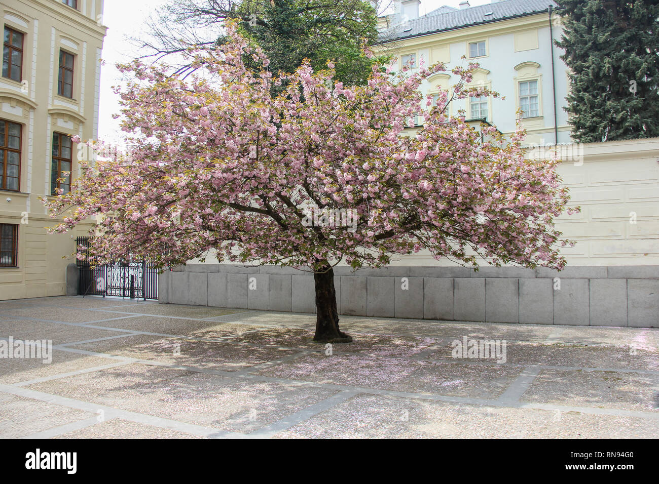 Blossom tree in Prague Castle Stock Photo - Alamy