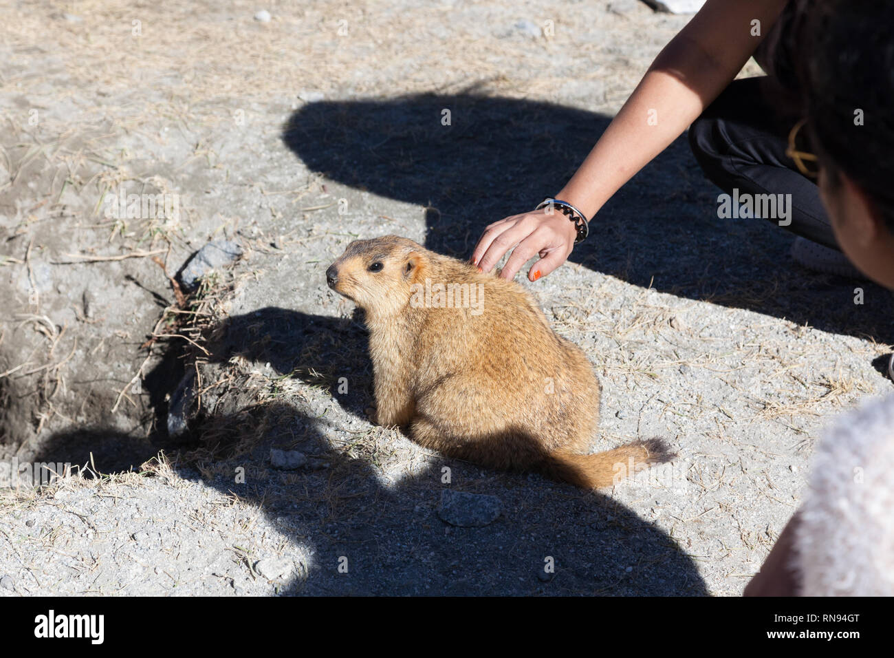 Marmot touched by one of the tourists during trip to Pangong Tso ...