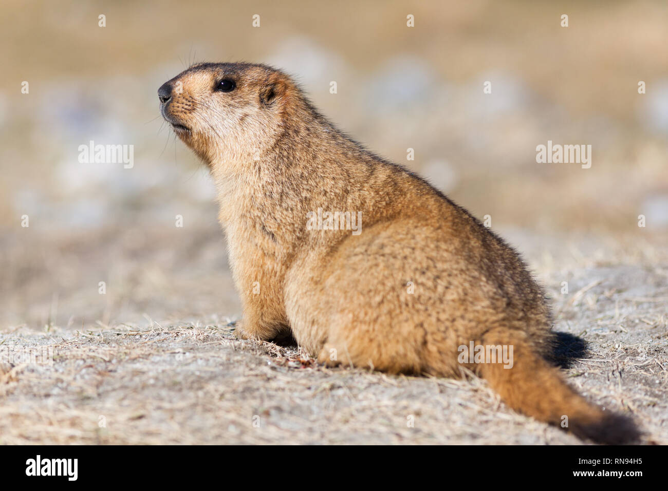 Marmot in its natural environment, photographed near the road ...
