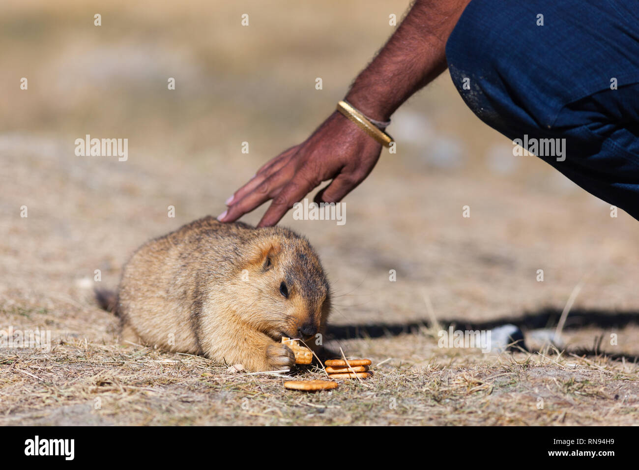 Marmot fed with biscuits brought by the tourists and touched by one of ...