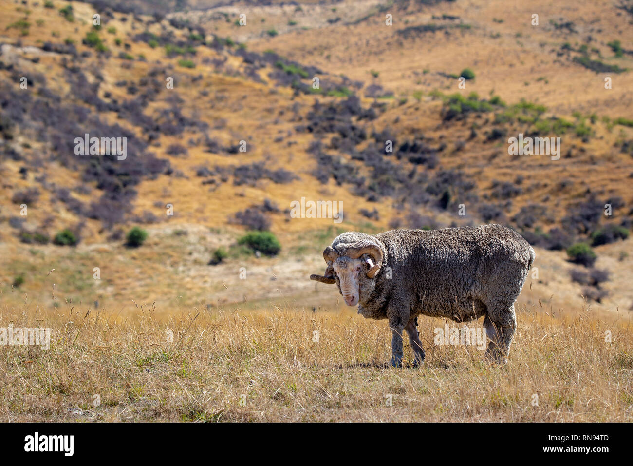 Sheep ram horns merino hi-res stock photography and images - Alamy