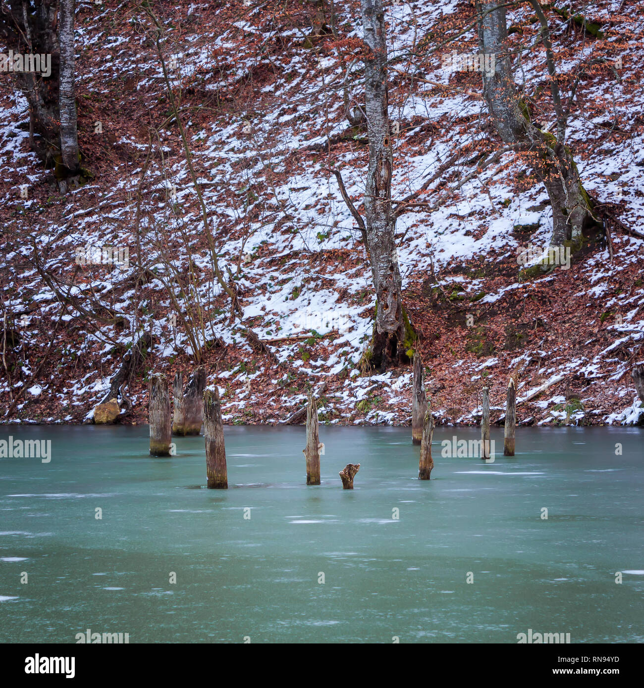 Dead tree logs sticking out from a blue ice of a frozen lake and ...