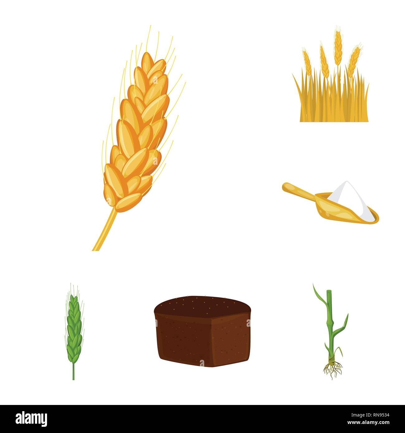 spring,flour,bread,stem,spike,meal,root,durum,barley,scoop,brown,land ...