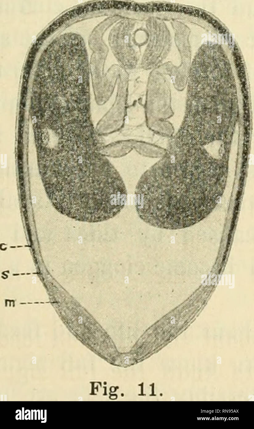 . Anatomischer Anzeiger. Anatomy, Comparative; Anatomy, Comparative ...
