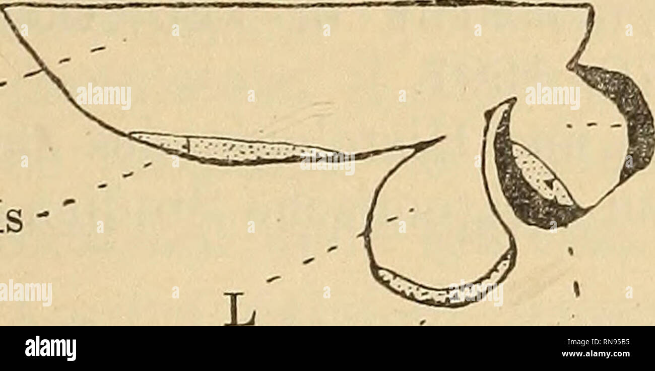 Basilar papilla hi-res stock photography and images - Alamy