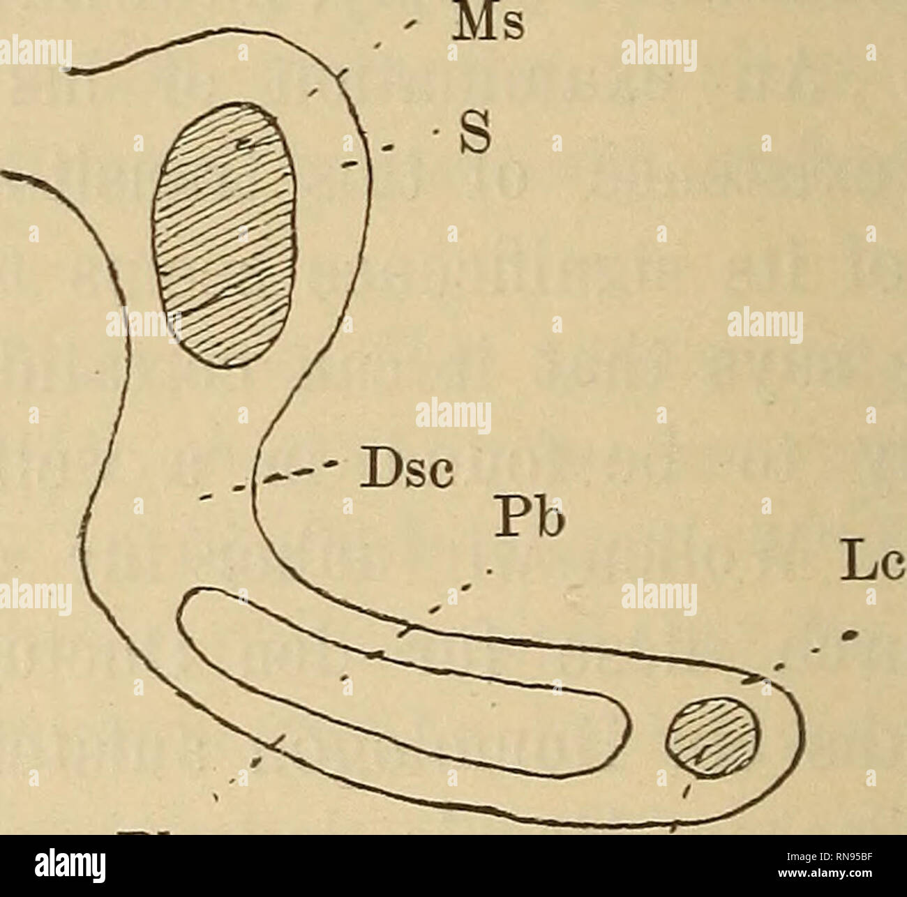. Anatomischer Anzeiger. Anatomy, Comparative. Pbc Pic Fig. la. Fig. lb ...