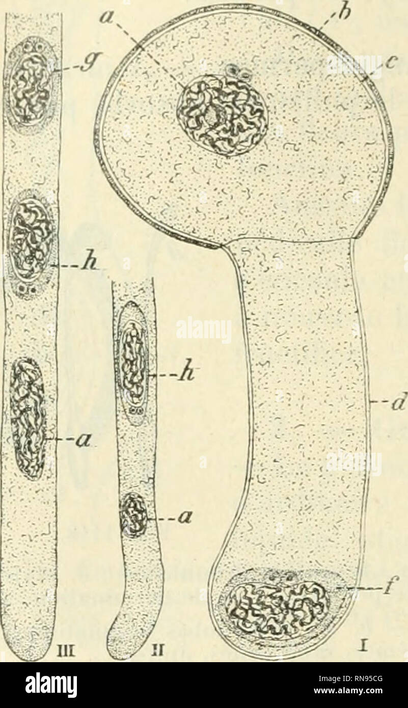 Ms anatomie hi-res stock photography and images - Alamy