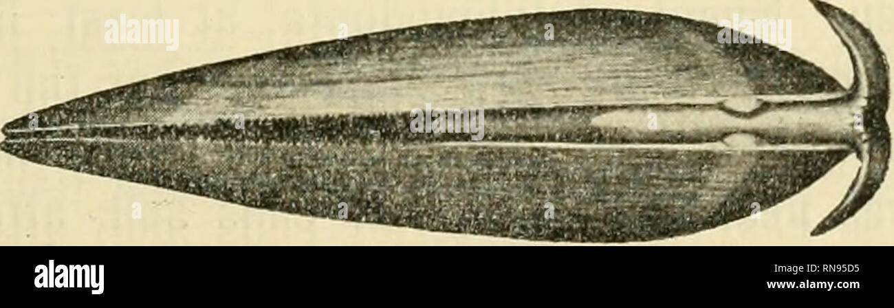 . Anatomischer Anzeiger. Anatomy, Comparative; Anatomy, Comparative. Fig. 3. Yoldia limatula ...
