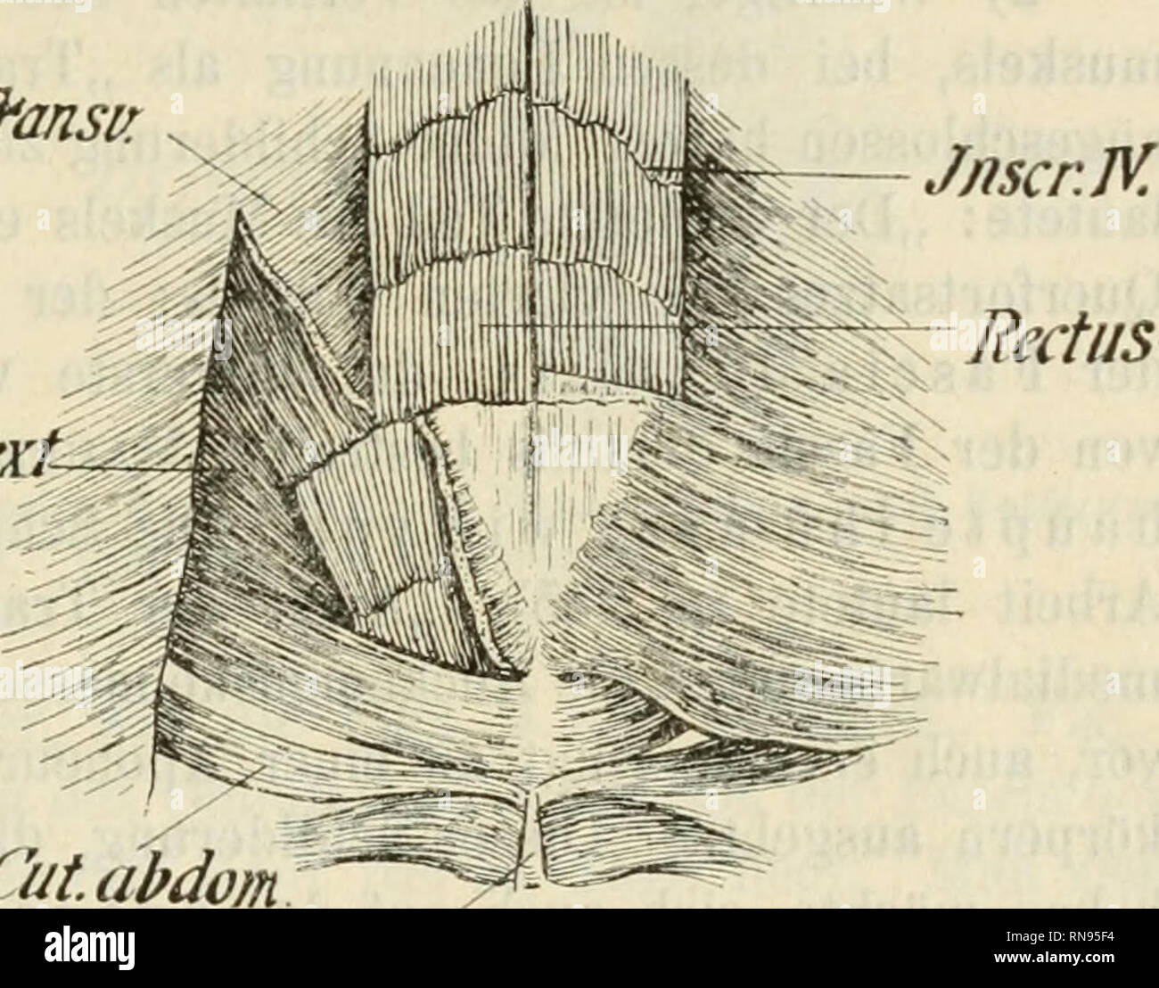 Linea Alba Stock Photos & Linea Alba Stock Images - Alamy