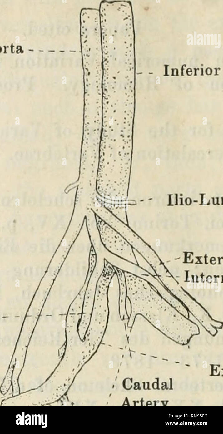 Lumbar Artery
