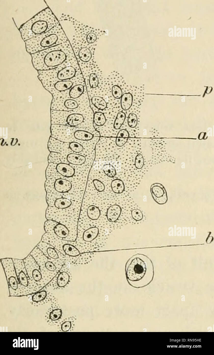 . Anatomischer Anzeiger. Anatomy, Comparative; Anatomy, Comparative ...