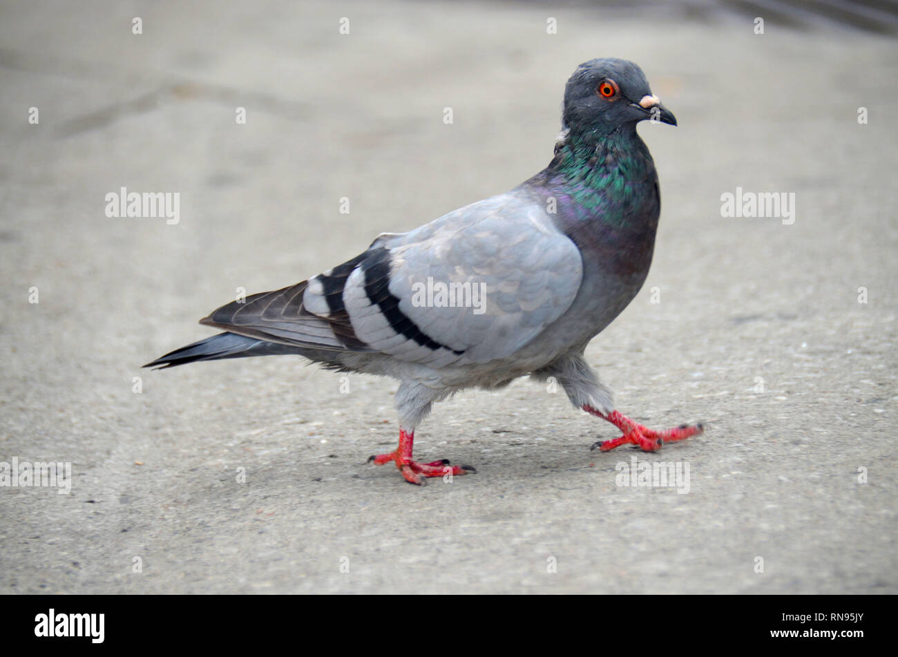 A bird walking Stock Photo - Alamy