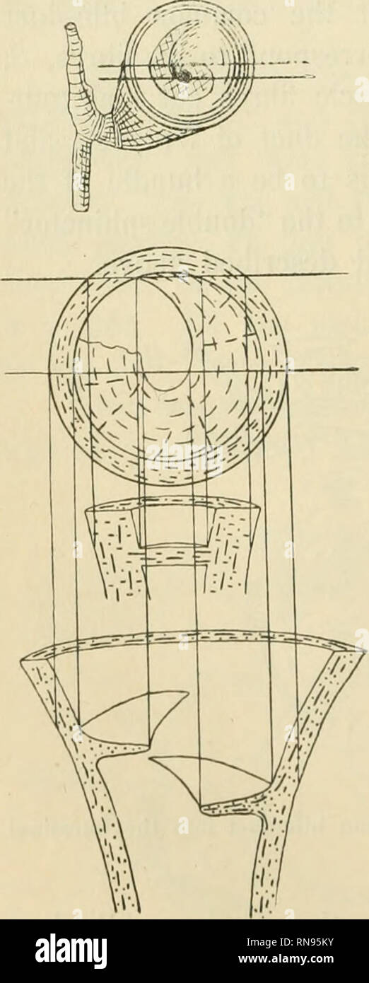 Outer longitudinal muscle hi-res stock photography and images - Alamy