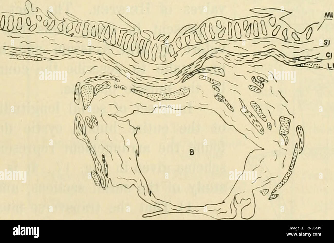 Wirsung hi-res stock photography and images - Alamy