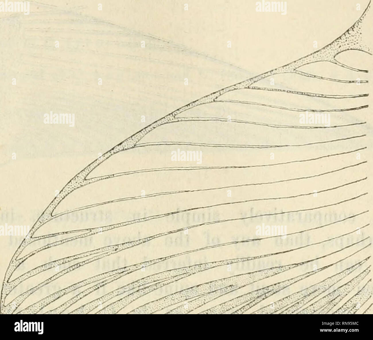 Pectoral fins modified into a hi-res stock photography and images - Alamy