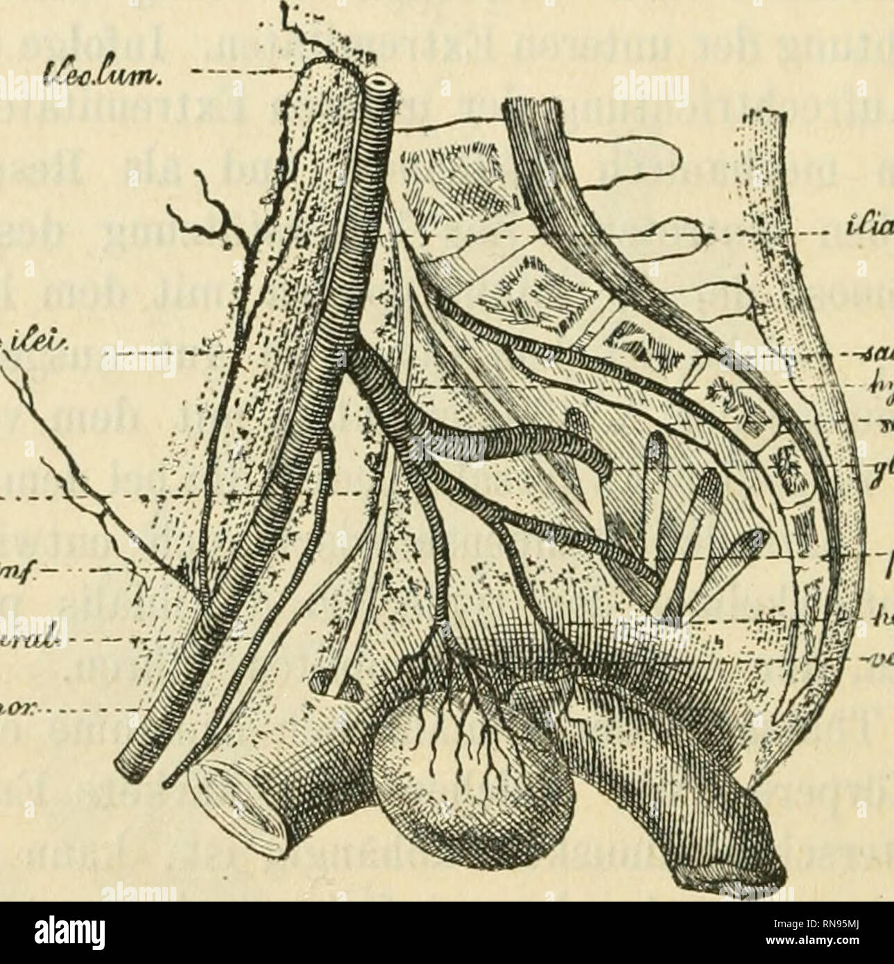 Canalis obturatorius hi-res stock photography and images - Alamy