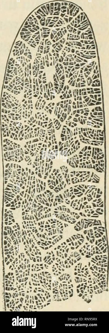 . Anatomischer Anzeiger. Anatomy, Comparative; Anatomy, Comparative ...