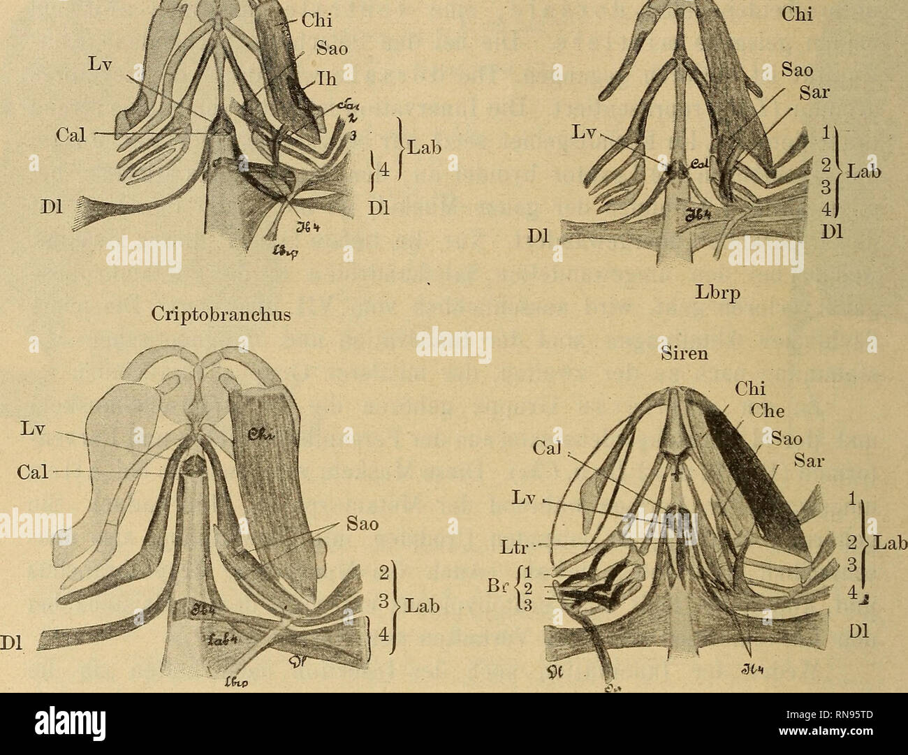 Amphiuma hi-res stock photography and images - Alamy