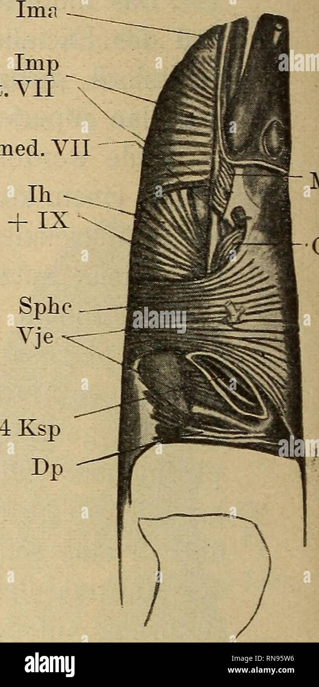 Vena jugularis externa hi-res stock photography and images - Alamy