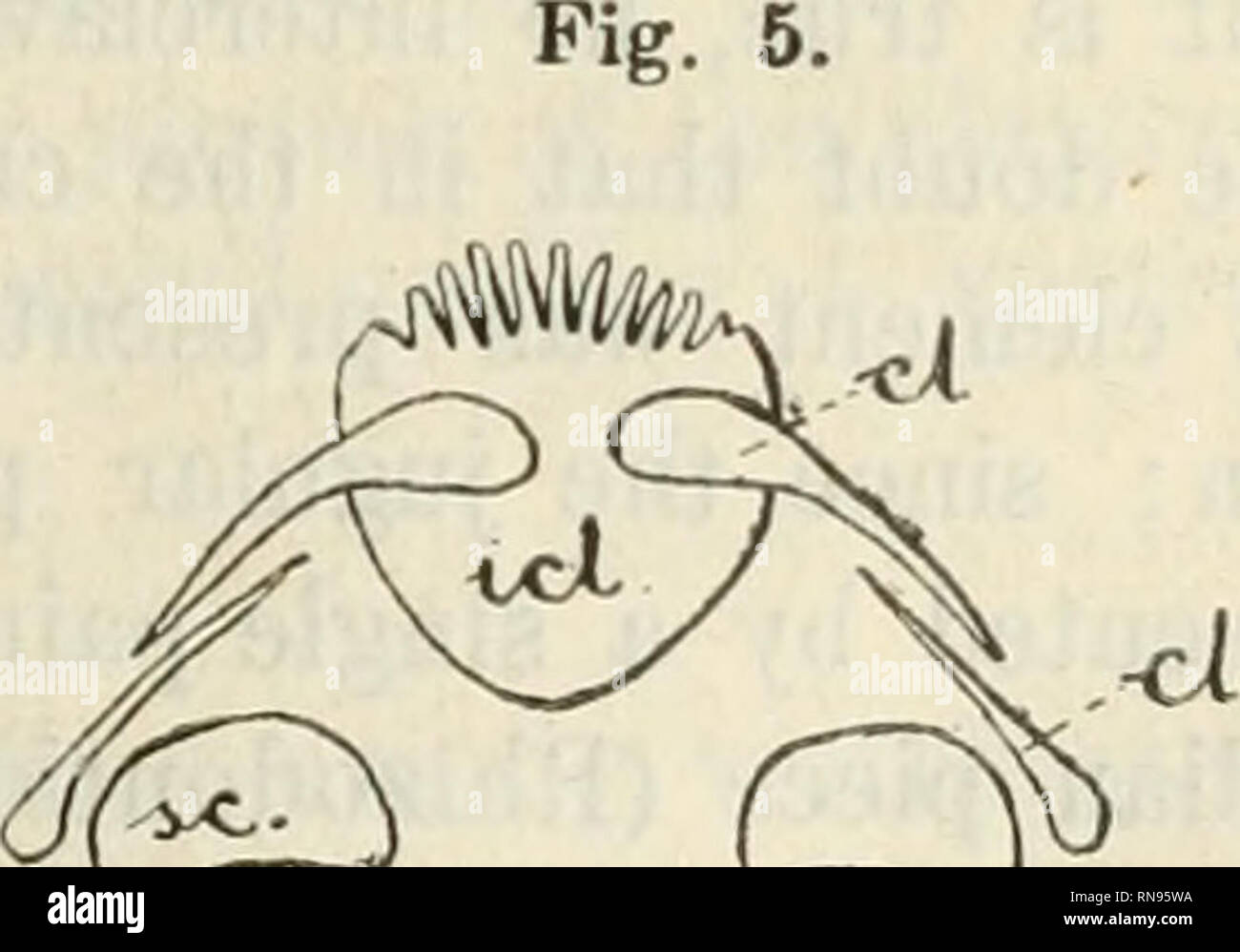 Branchiosaurus amblystomus hi-res stock photography and images - Alamy