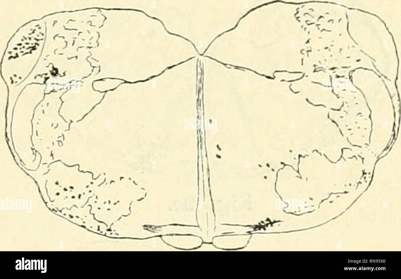 . Anatomischer Anzeiger. Anatomy, Comparative; Anatomy, Comparative ...