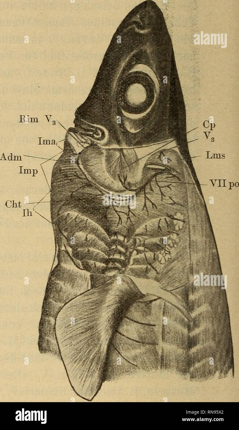 . Anatomischer Anzeiger. Anatomy, Comparative. Fig. 8. Fig. 9. Fig. 8 ...